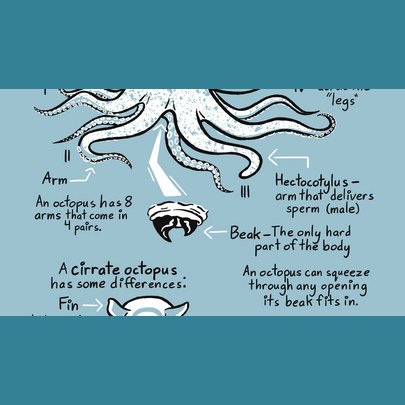 Octopus Anatomy by Ari Ganahl - on Twine.