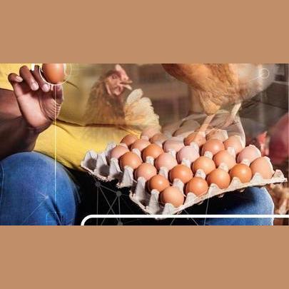 Hi-Pro Layer Management & Feeding Guide by Nicholas McClure - on Twine.