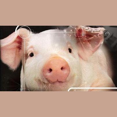 Hi-Pro Pig Management & Feeding Guide by Nicholas McClure - on Twine.