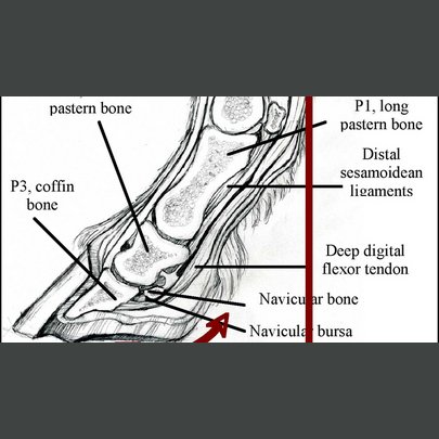 Horse Hoof Anatomy Art for School Paper by Jenny Pries - on Twine.